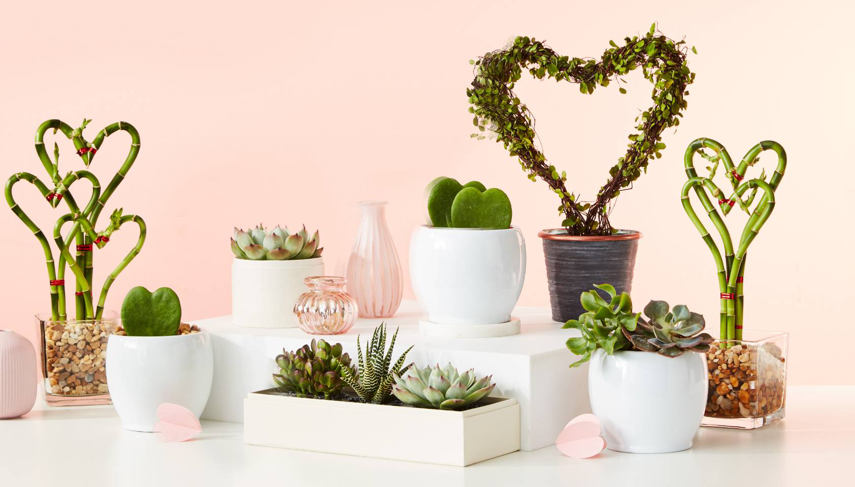Plants.com | Regular Plans Landing Page | WeSalute